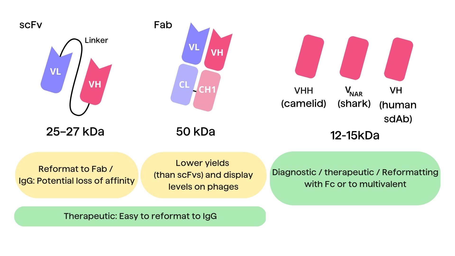 In vitro display technologies in antibody discovery and engineering research